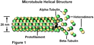 Pembentukan Mikrotubulus