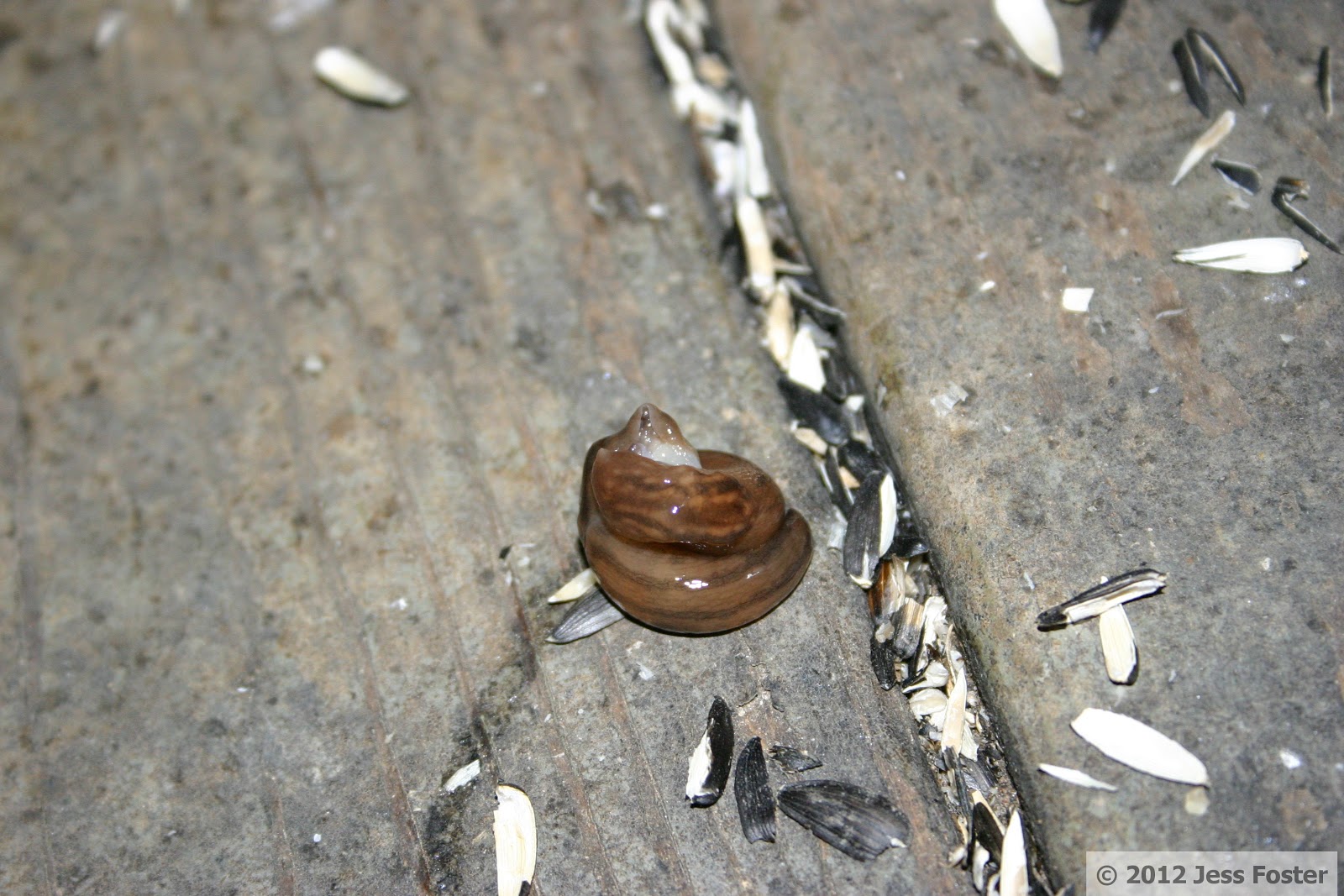 Sluggin' Along: Mating Slugs: Copulation - Sperm Exchange - Part 1