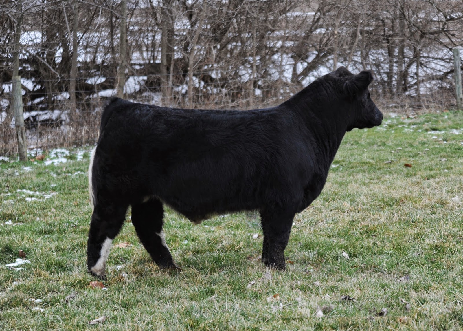 Executive Sires, Inc.: From Dave Sutherly - Cool Built TH & PHA Free ...
