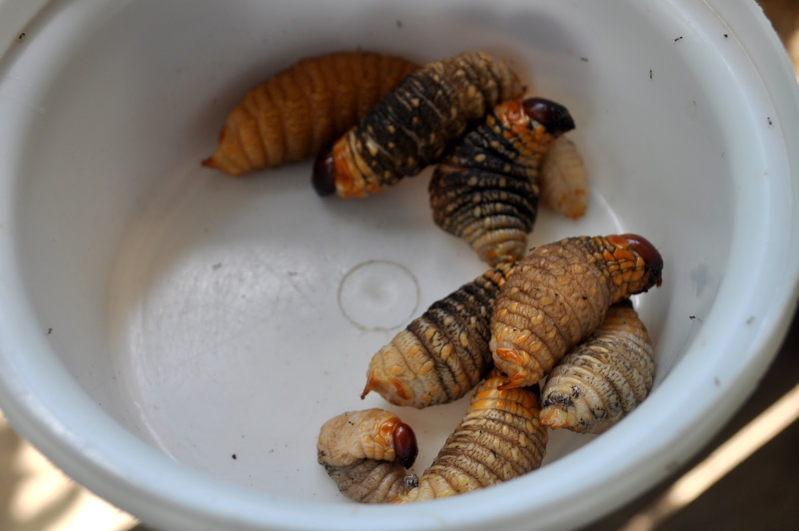 It's Always Sunny In Guyana: The most adventurous 48hrs of eating