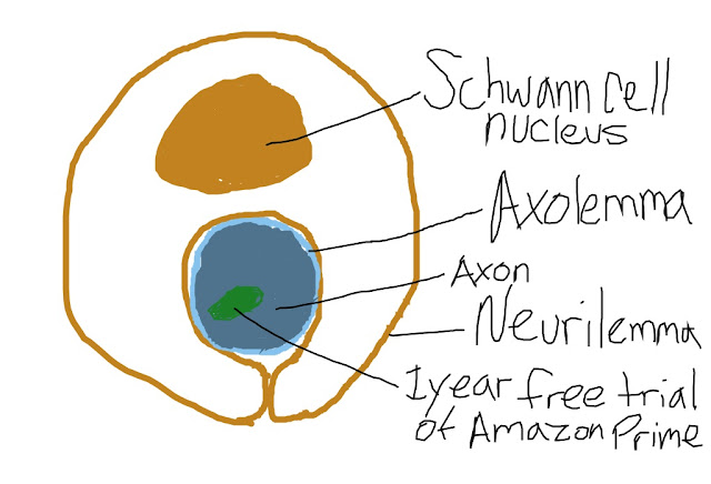 Jared's Strip: neurilemma.