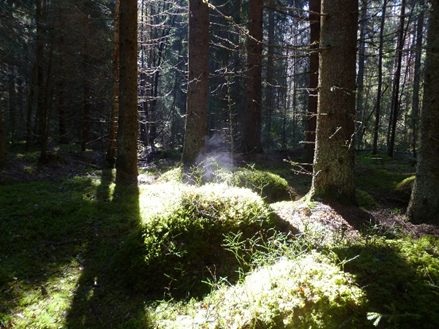 Lammin biologisen aseman Ympäristötutkimuksen Säätiö: Are changes in ...