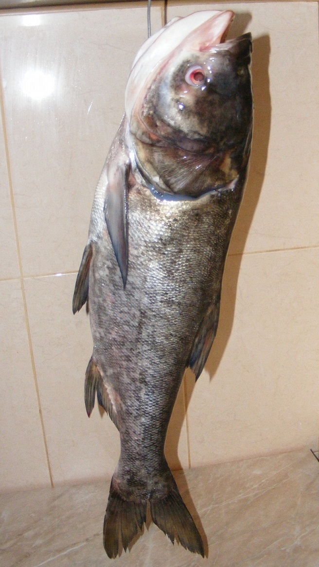 Retete de peste si Preparate din peste | Retete Culinare Preparatedevis.ro