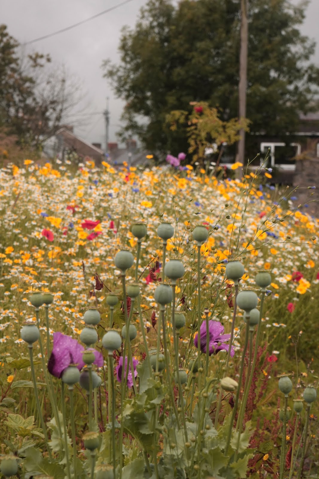 Bee Limerick: Biodiversity friendly planting scheme in Limerick City