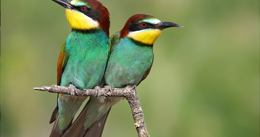 NATURANAFOTOS: Aves/Birds