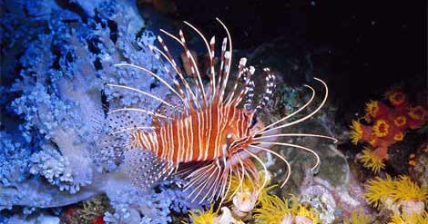 Melaka Planetarium Adventure Science Centre: Did You Know :: Marine ...