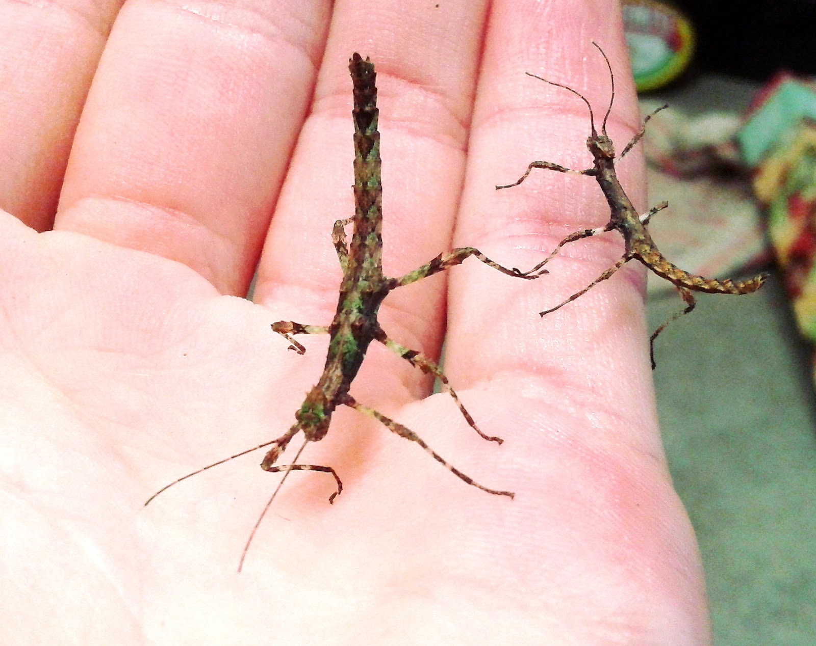 Joey's Illustration and Art: The Tale of the Twiglets (part 2)