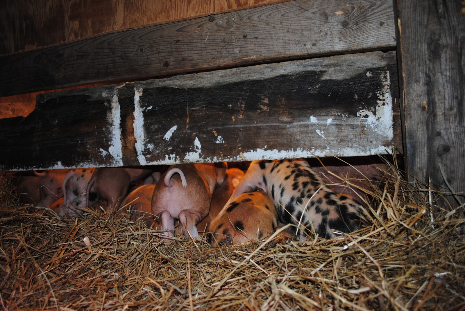 Red's (pig) farrowing Part 2 - A Farmish Kind of Life