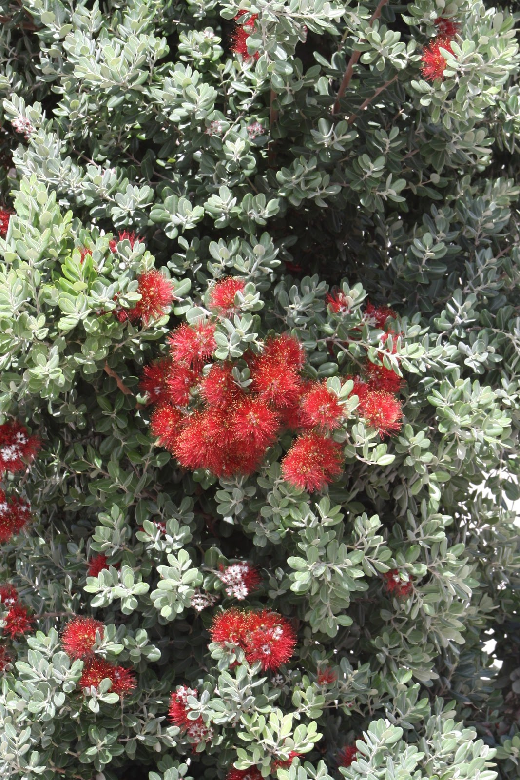 Plantas: Beleza e Diversidade: Metrosidero (Metrosideros excelsa)