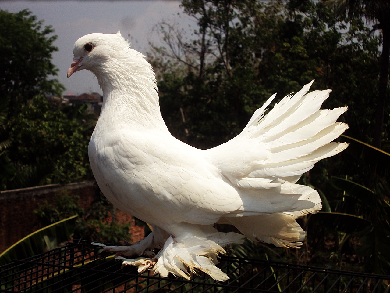 toko bagong farm: Merpati Kipas/ Merpati Persi/ Indian Fantail Pegion