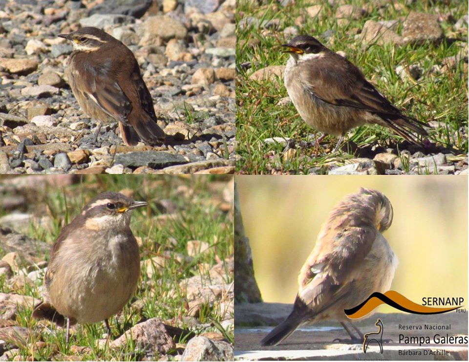 Reserva Nacional Pampa Galeras Bárbara D’Achille