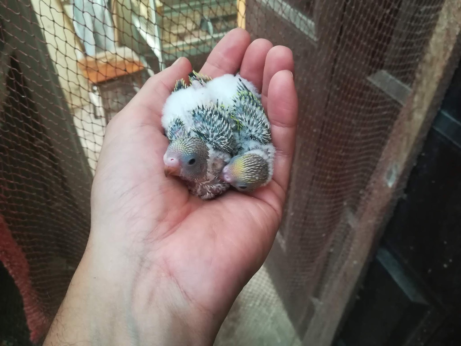 Cantinho das Aves: Os nossos Periquitos bebes