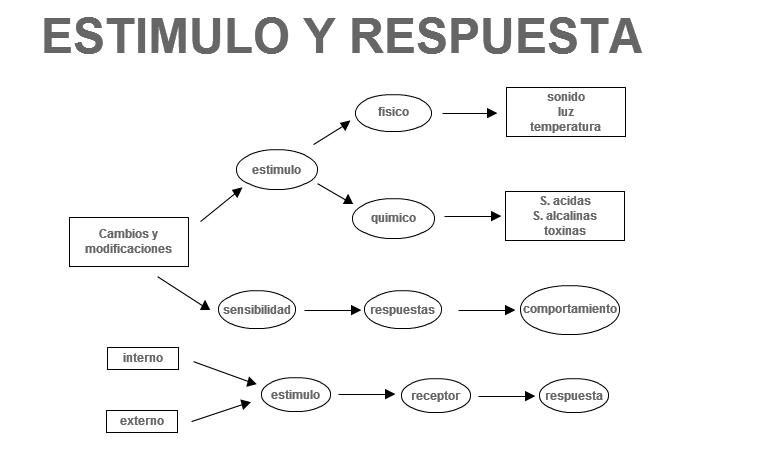 BIOLOGIA SERANMILRO: estimulo y respuesta