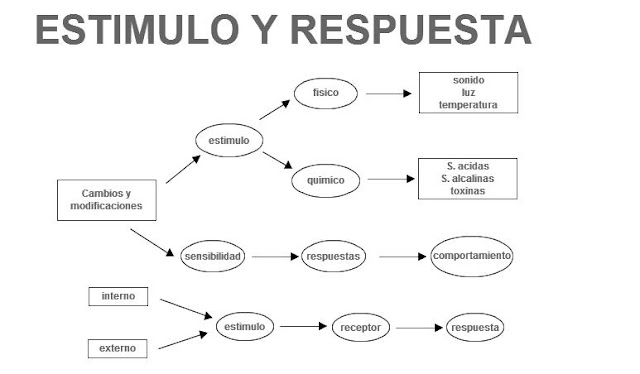 estimulo y respuesta