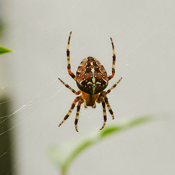 Variety of Life: Araneus