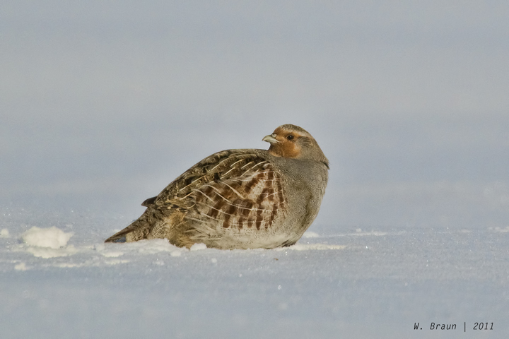 For the birds: Partridges in a stubble field