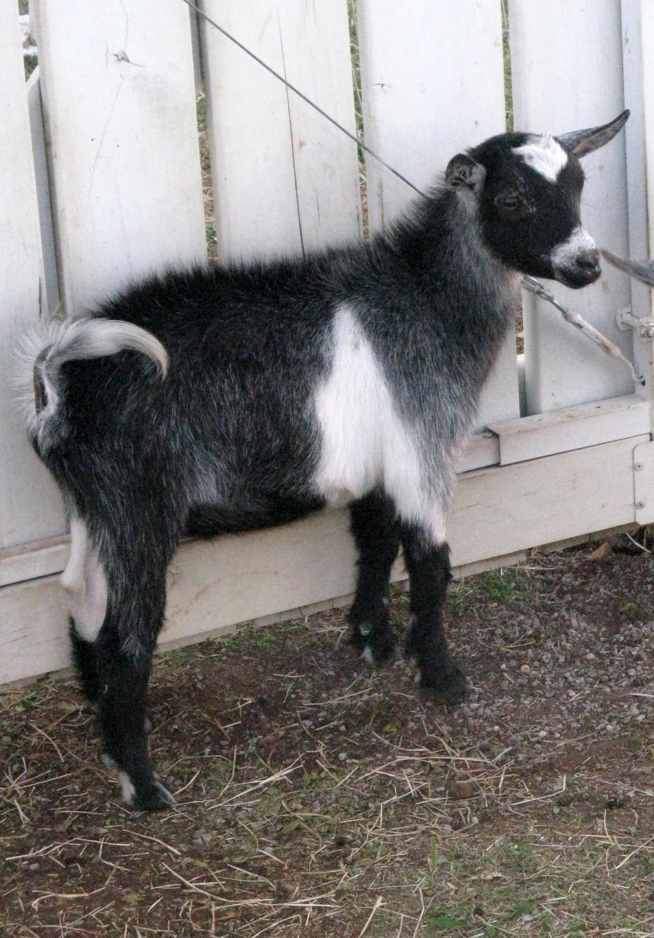 Goat goodbye {and hello!}