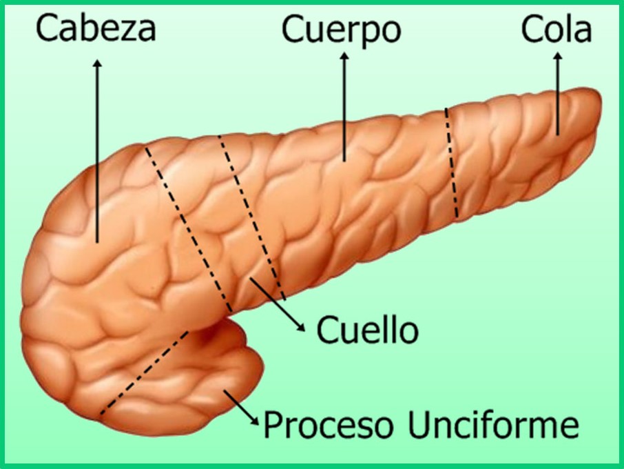 Páncreas ~ Biopsicosalud