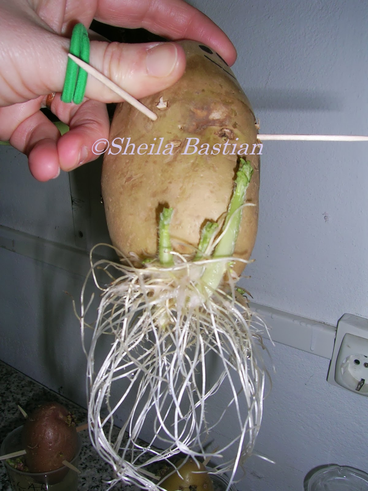 Vegetative Propagation In Potato