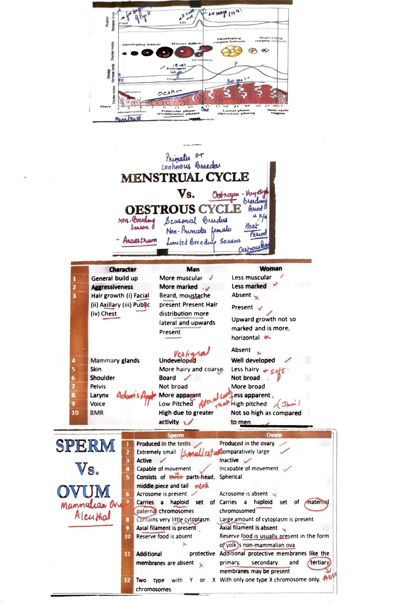 Human reproduction class 12 class notes - Studypur