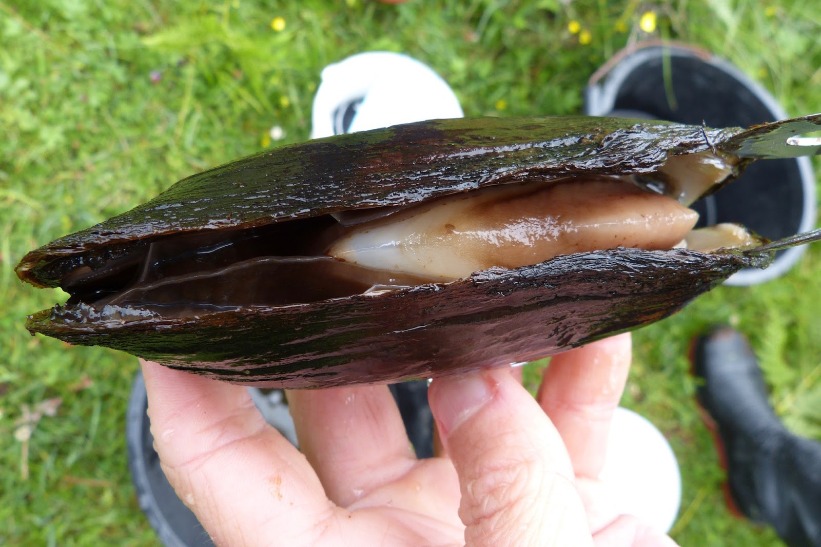 A Kilchoan Diary: Saving Ardnamurchan's Pearl Mussels