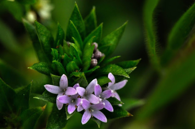 Desde Alájar: Raspilla, granza