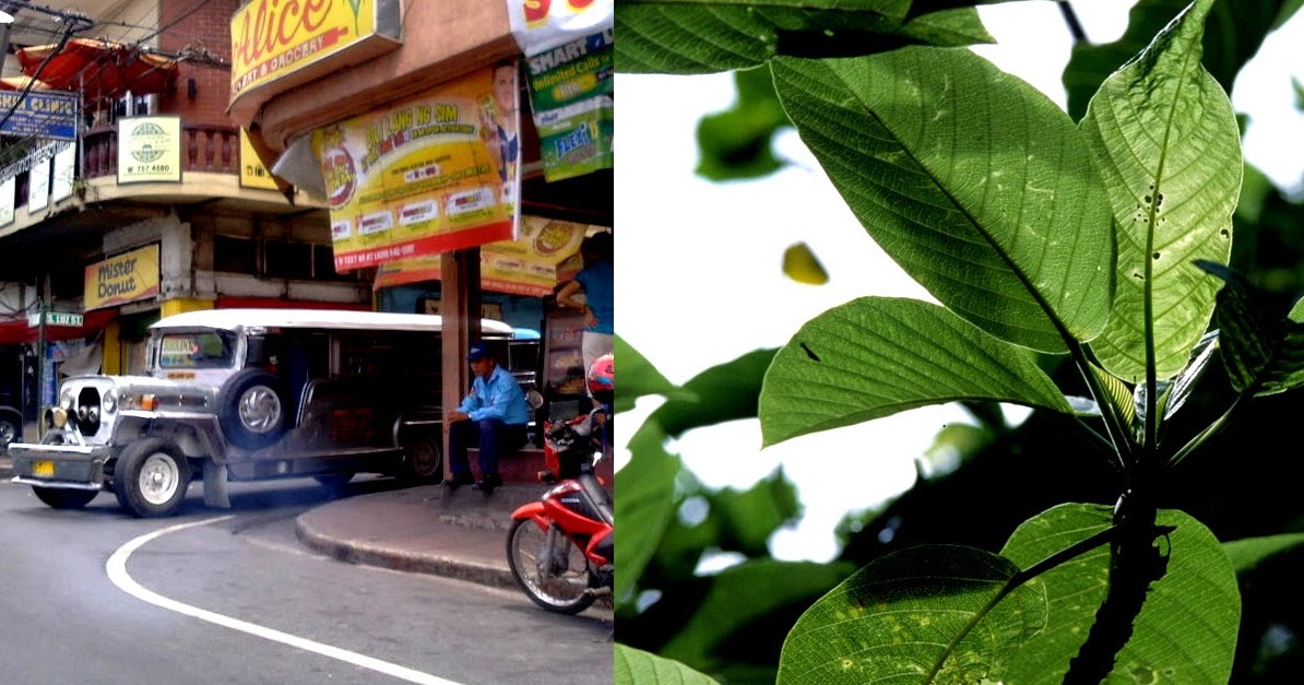 The Amusing Folkloric Tale of How Lipa City Got its Name - Batangas ...