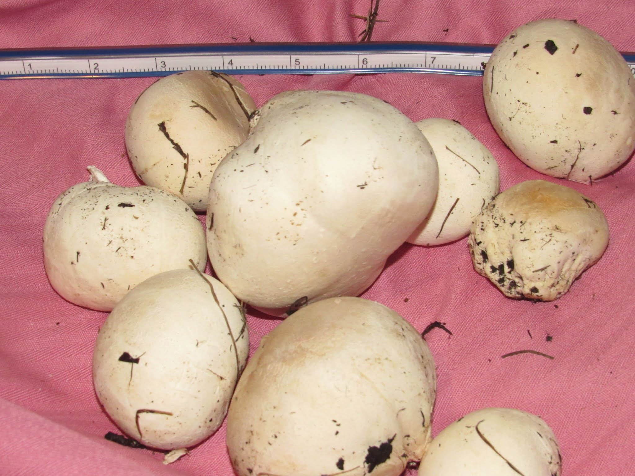 Don't Eat the Paste: Air fried puffball recipe