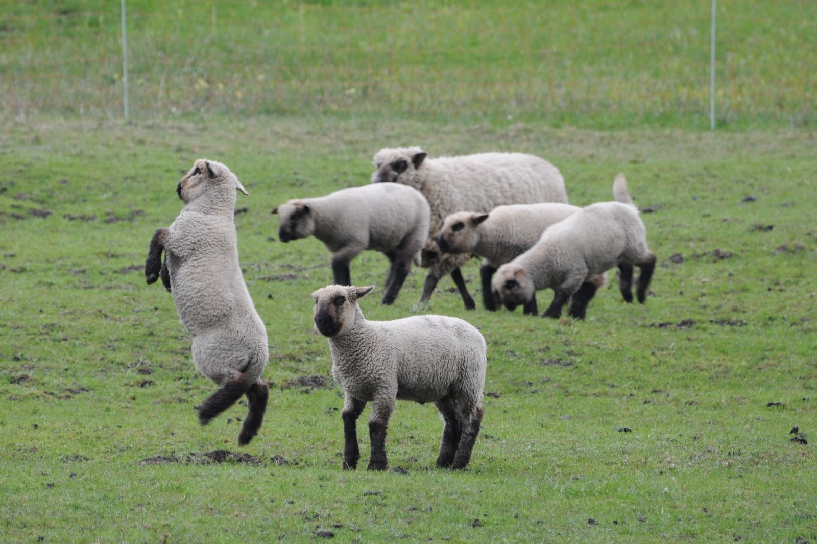 Schafhotel: Januar 2012