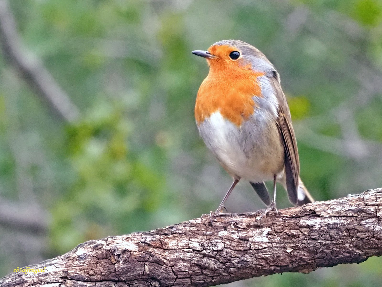 Miguel fotografia: Petirrojo europeo (Erithacus rubecula)