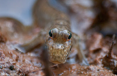 Fotografia y Naturaleza: El saltarín del fango