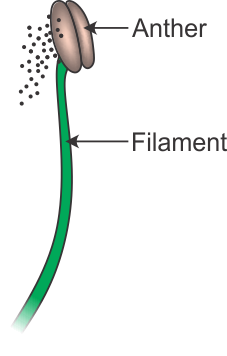 Flower and Structure of Stamen