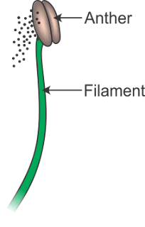 Flower and Structure of Stamen