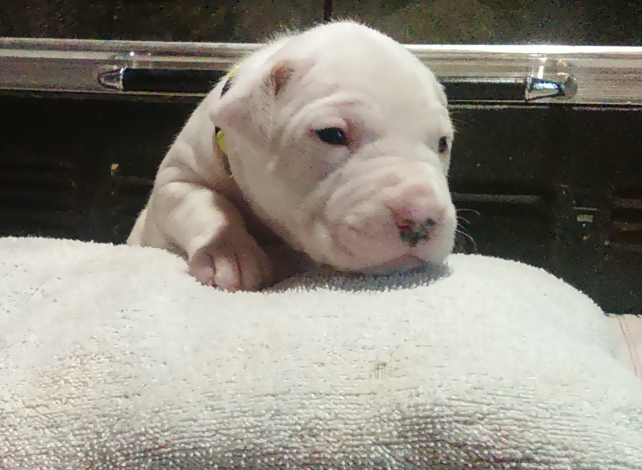 Yo Amo Dogos aka Yo Amor Dogos: Meet Wiolet and Lulu Bella Female Dogo ...