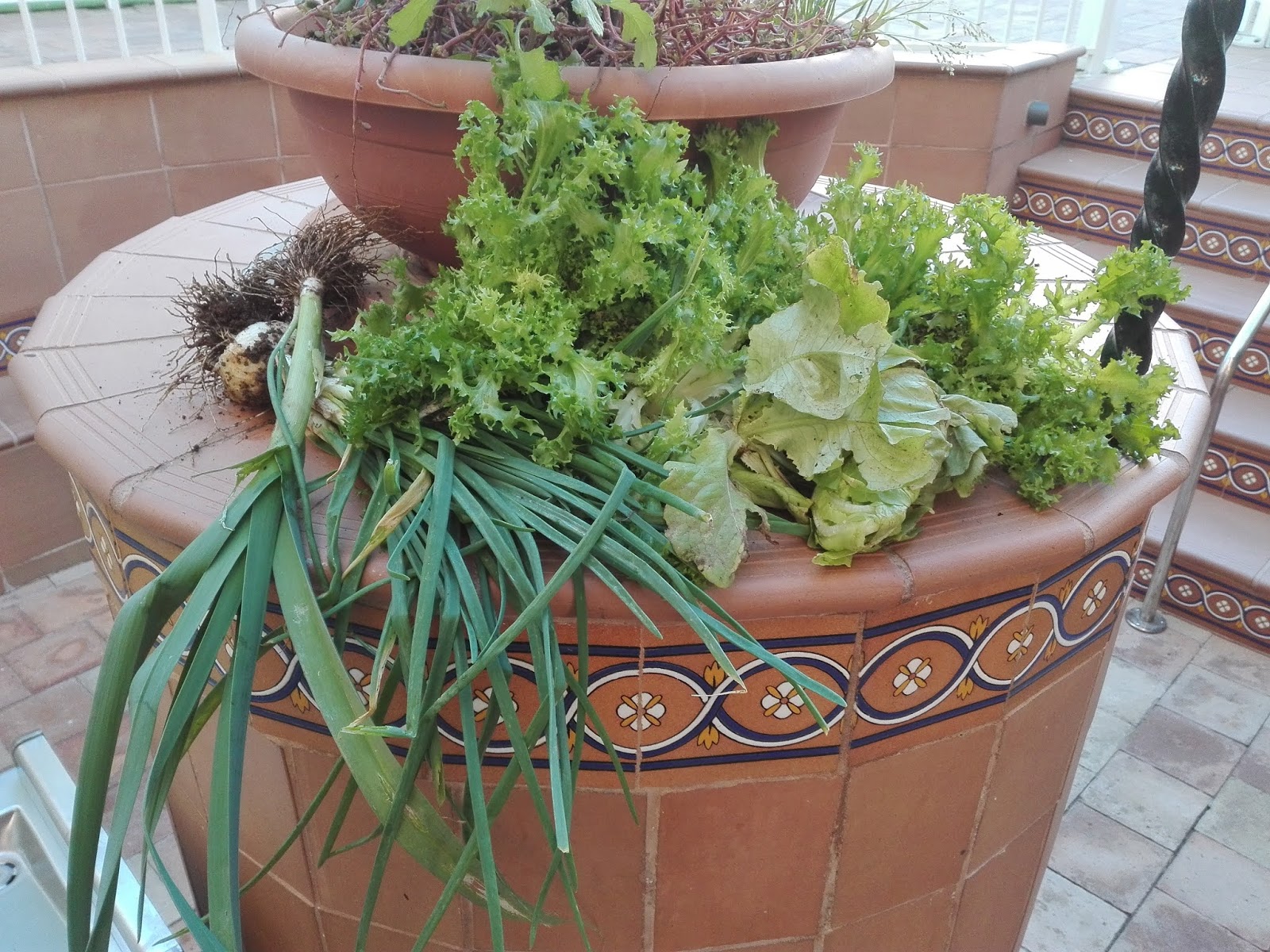 Centro de Educación Infantil Pinocho: Huerto (5 años) / Hort (5 anys)