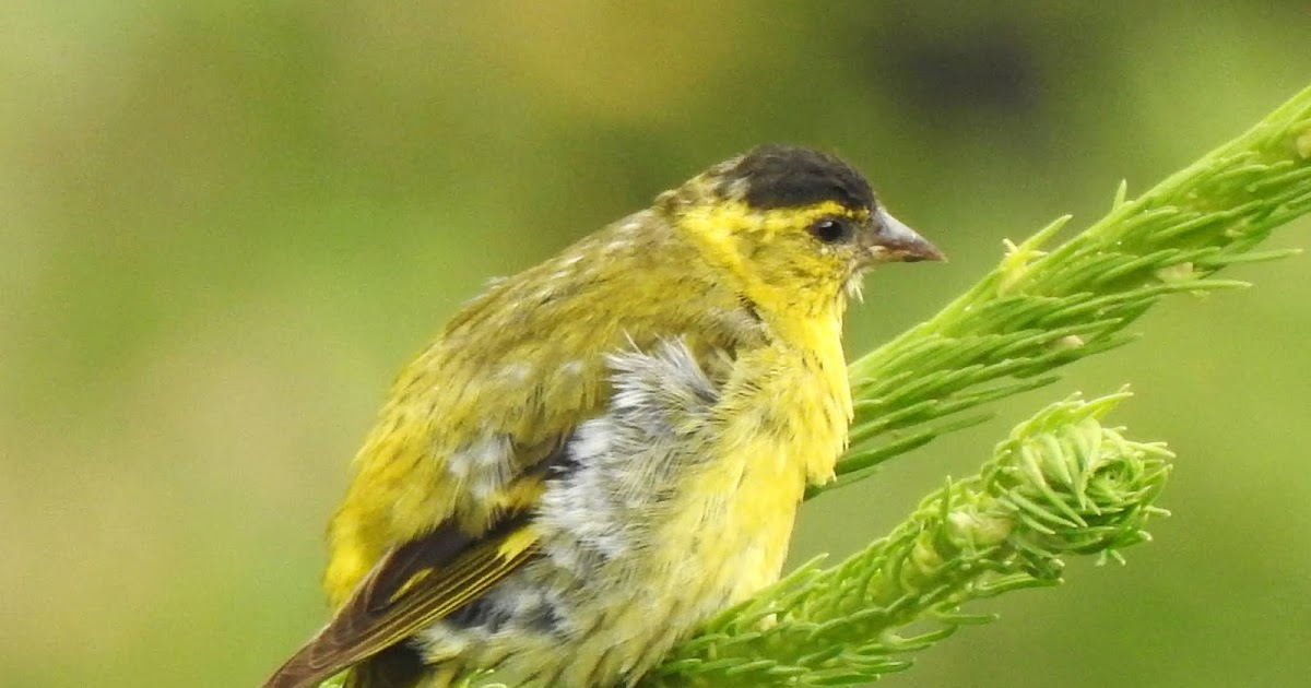 PASARI DIN ROMANIA: SCATIU, Carduelis spinus