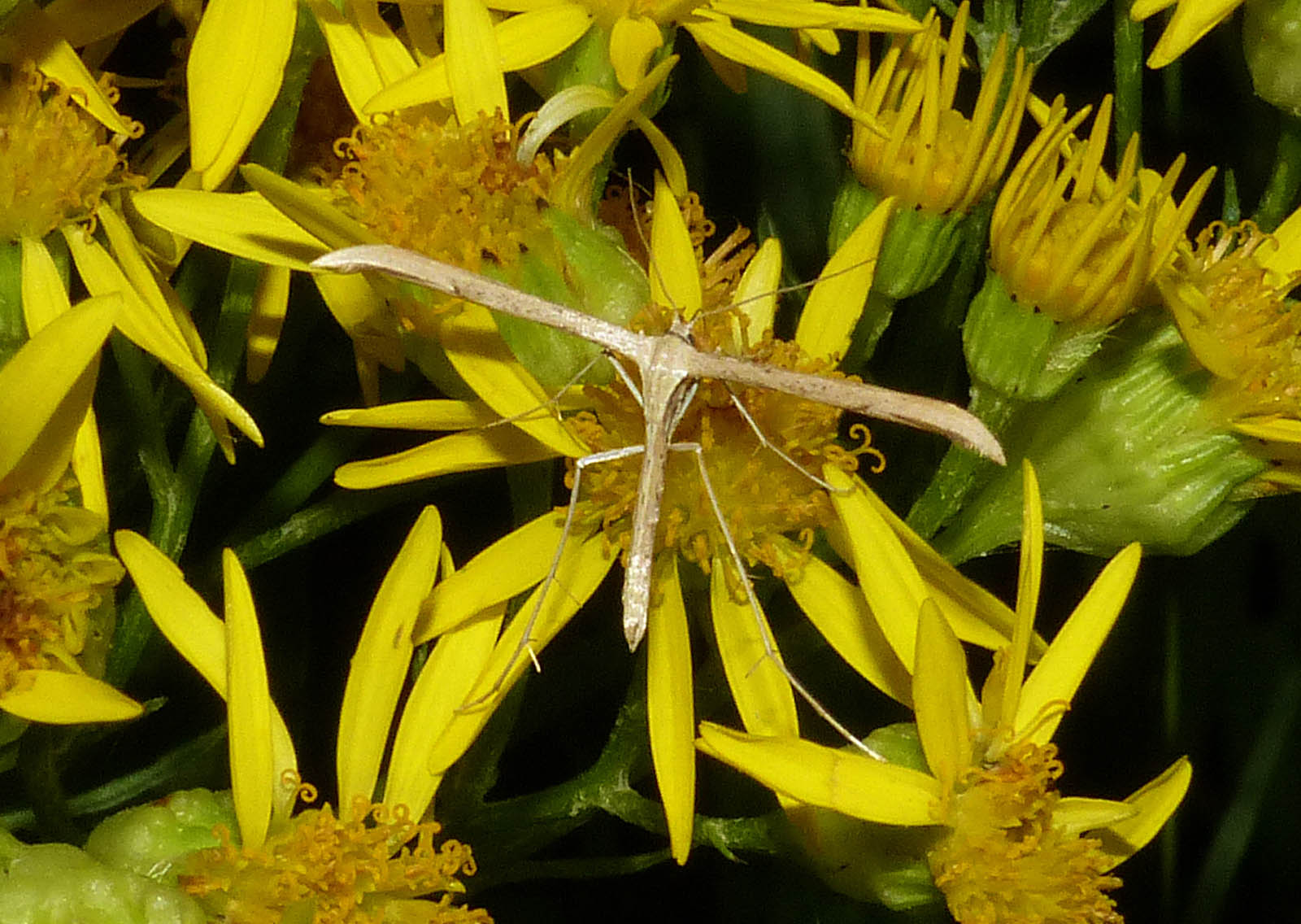 Charlie's moths of Calderdale.: 45: PLUME MOTHS, 62: PYRALIDS