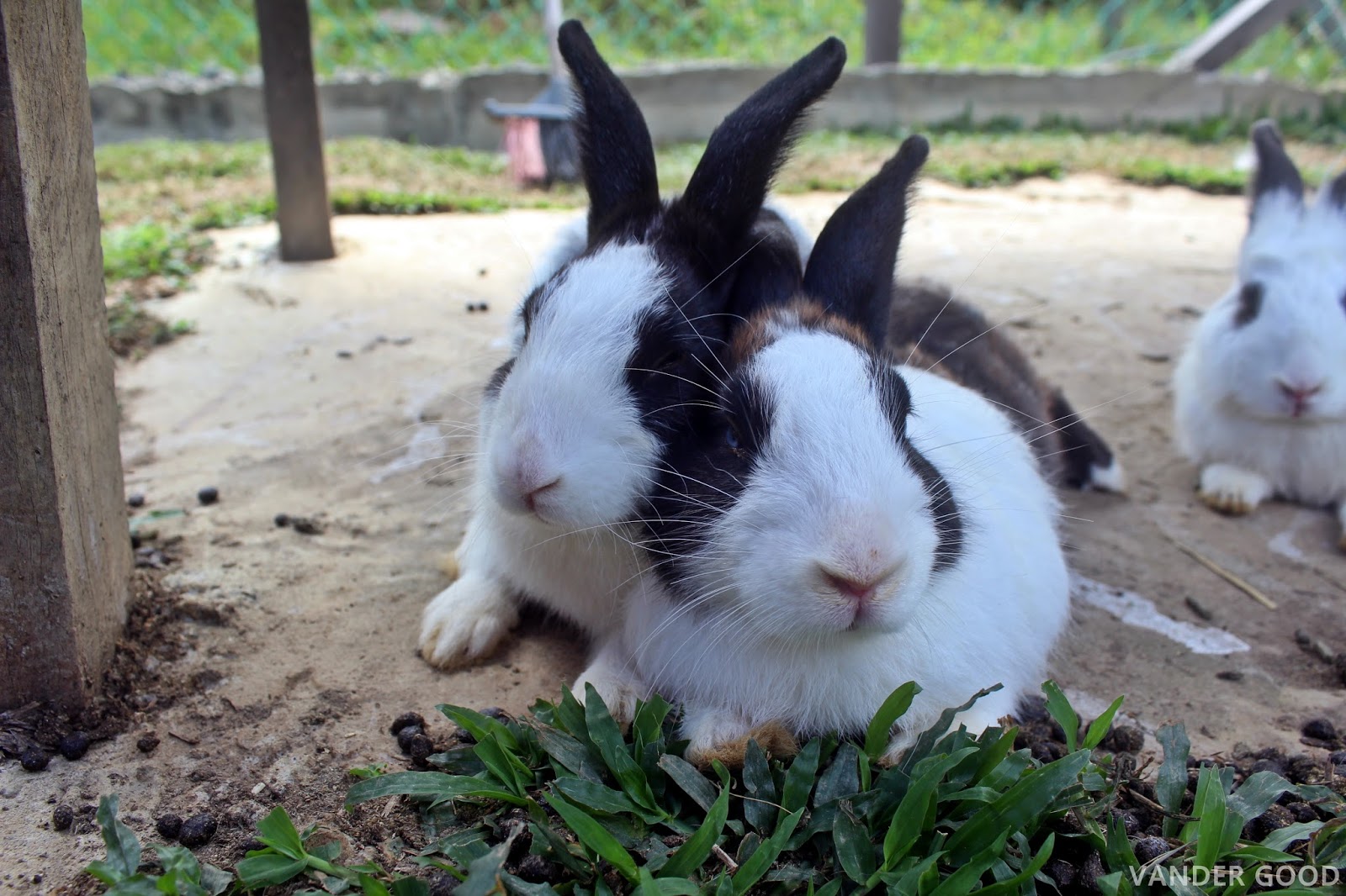 Melawat arnab-arnab yang comel di Arnab Village, Ranau, Sabah | VANDER GOOD