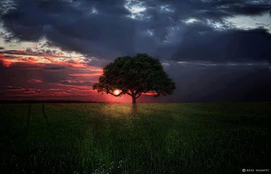 Fotos bonitas y fotos tiernas: Árbol con el sol entre sus ramas