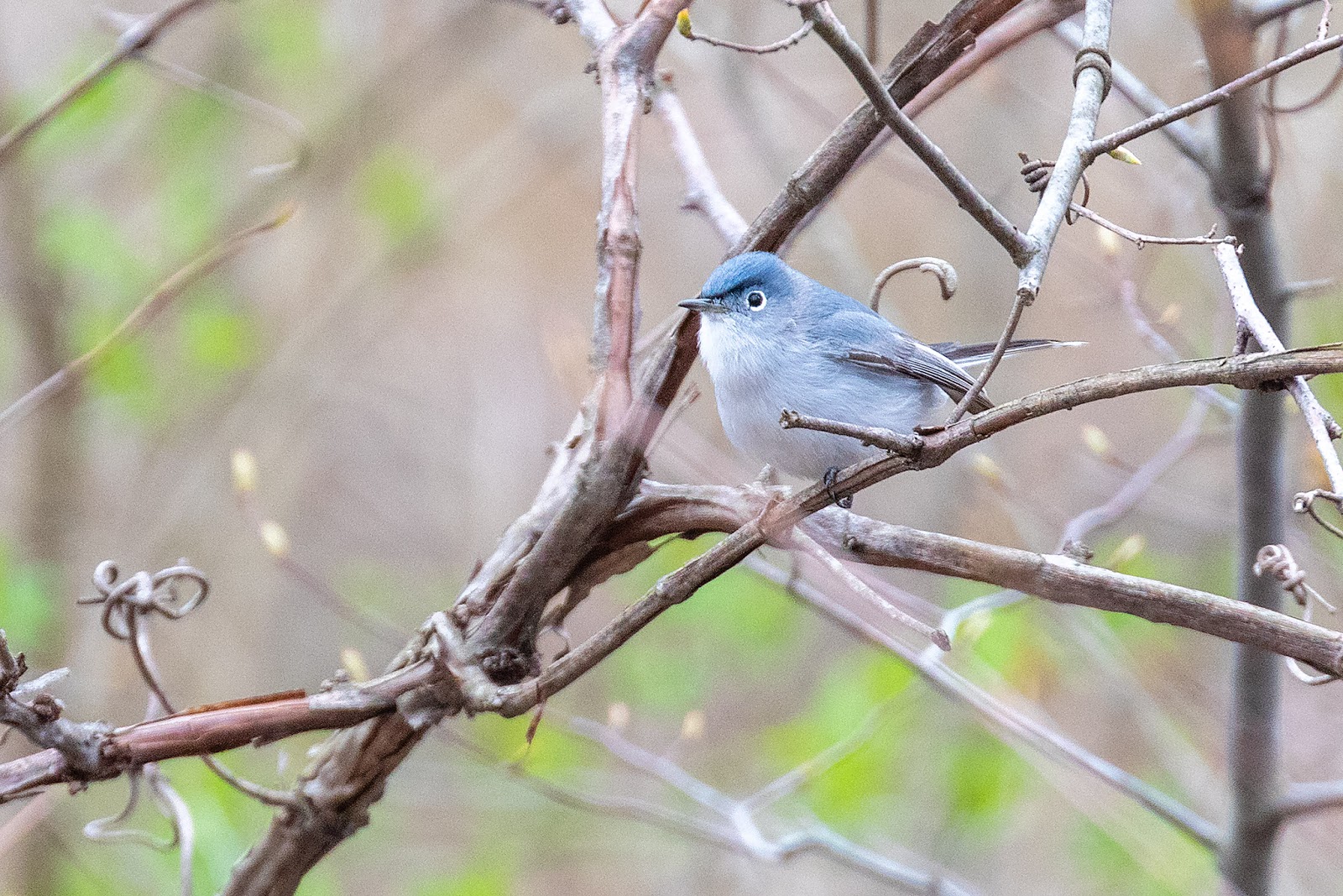 Blue-grey gnat catcher