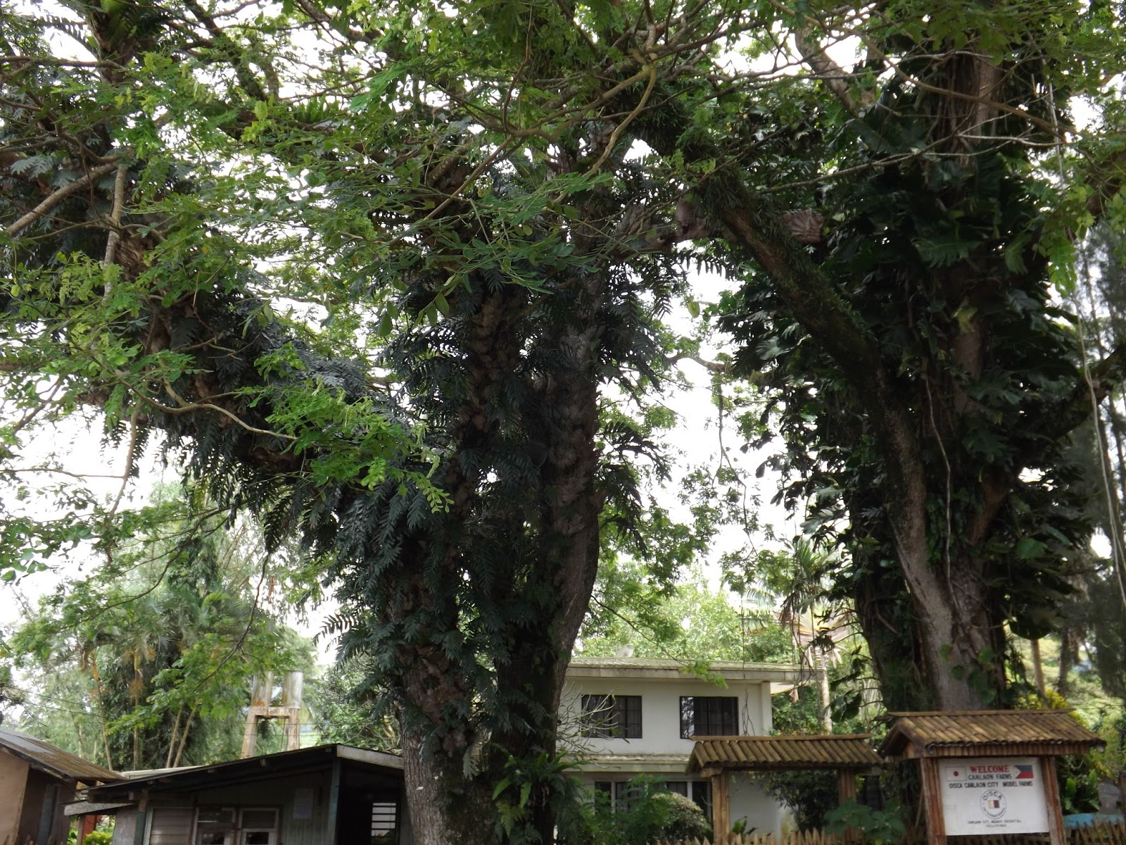 PHILIPPINES CENTURY TREE INHABITED BY THE SPIRITS?? COOL WATERS OF ...