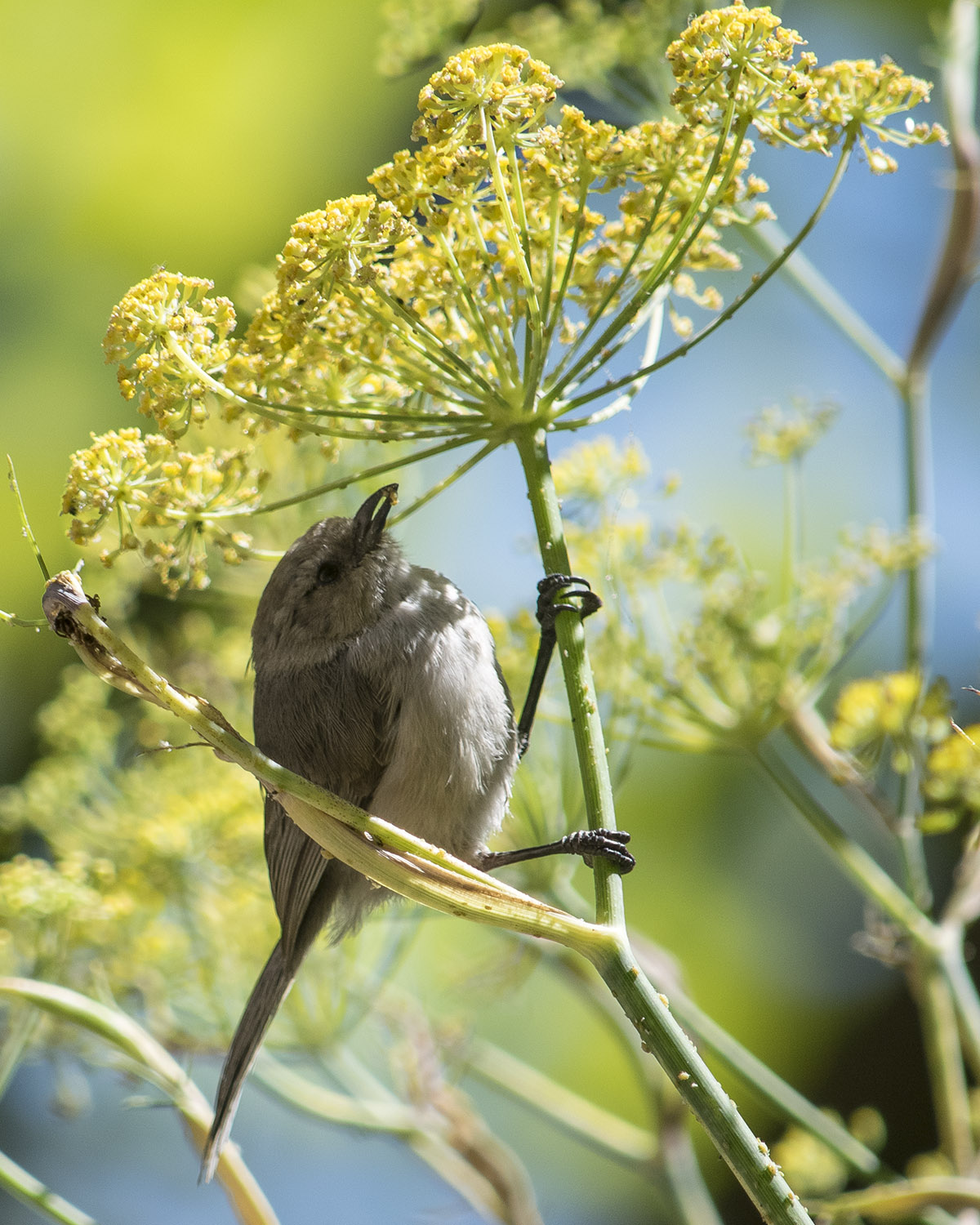 Bushtit ~ Rocklin Wildlife