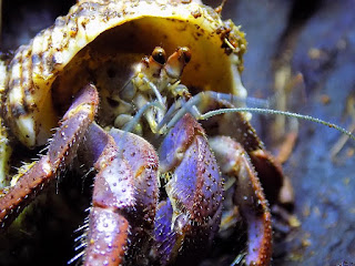 Hermit Crab Cottage: Keeping Your Crabitat Humid