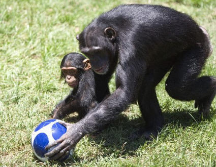 20 Funny animals playing soccer/football (20 pics) | Amazing Creatures