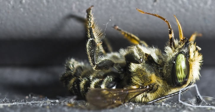 prairiemary: BEE DEATH