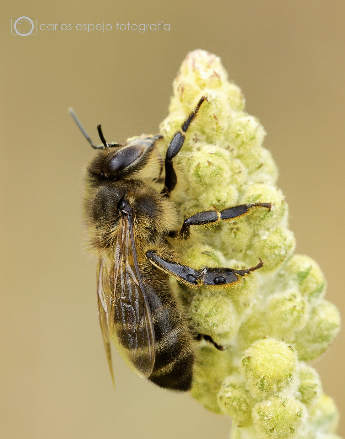 Bichejos de León: Una simple abeja
