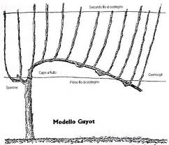 Fratelli del Vino: Weetjes