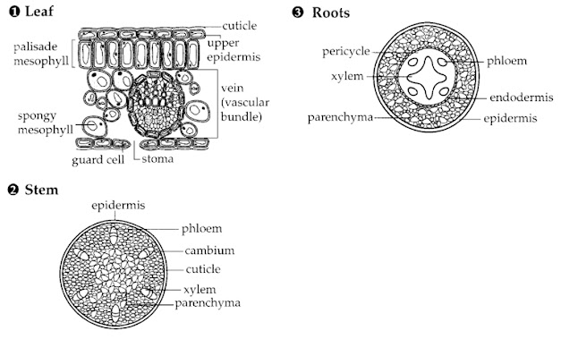 Student Study Notes: SPM Biology 2 Cell Biology & Organization Part 5 ...
