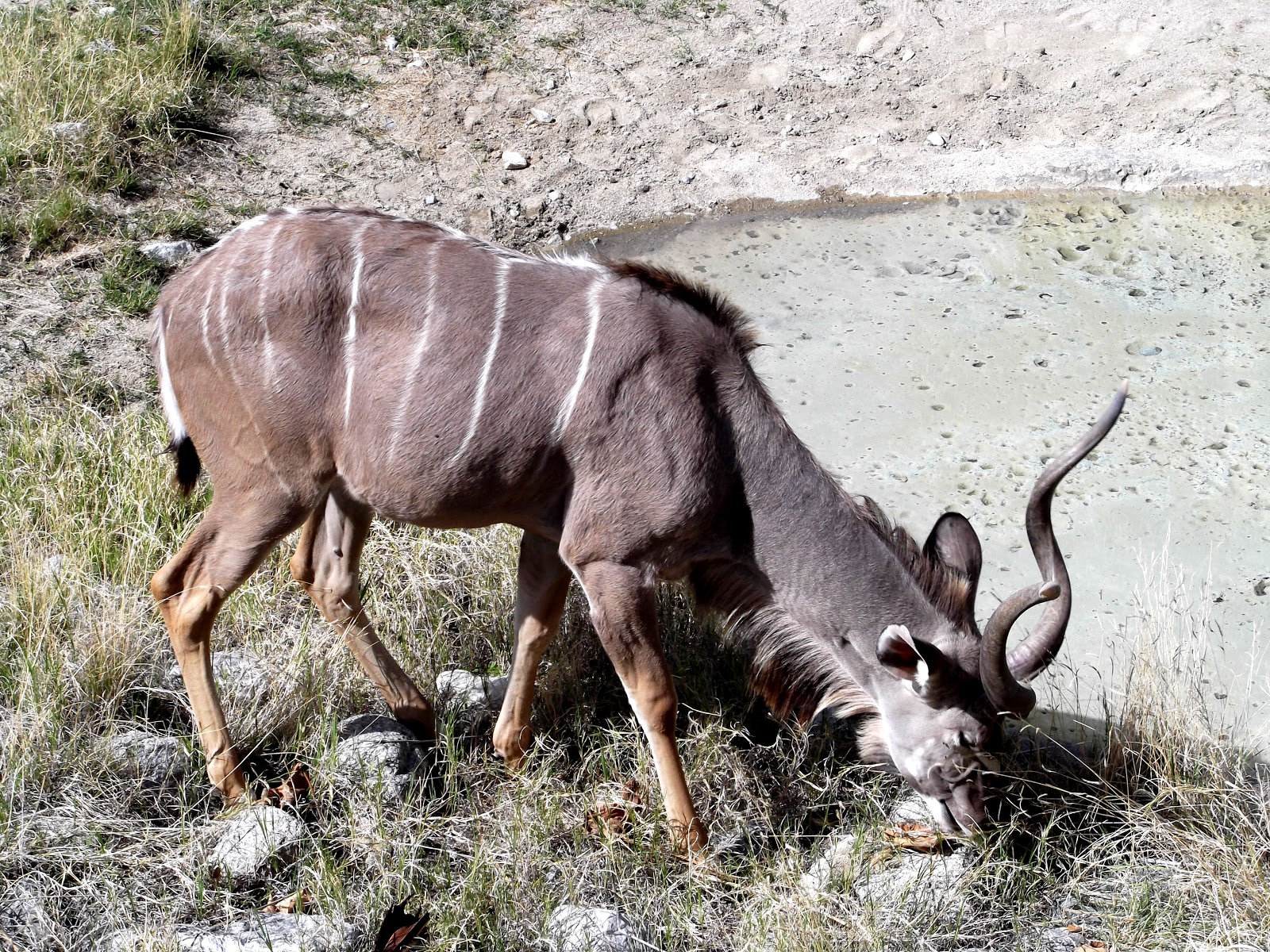 The Natural World: Zoo Spotlight: The Living Desert