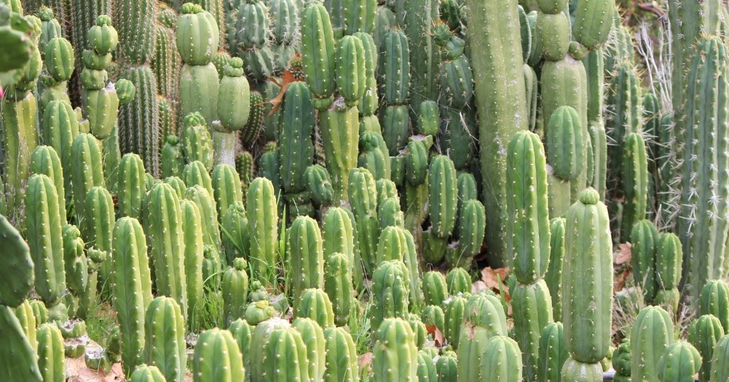 Report Text About Castus